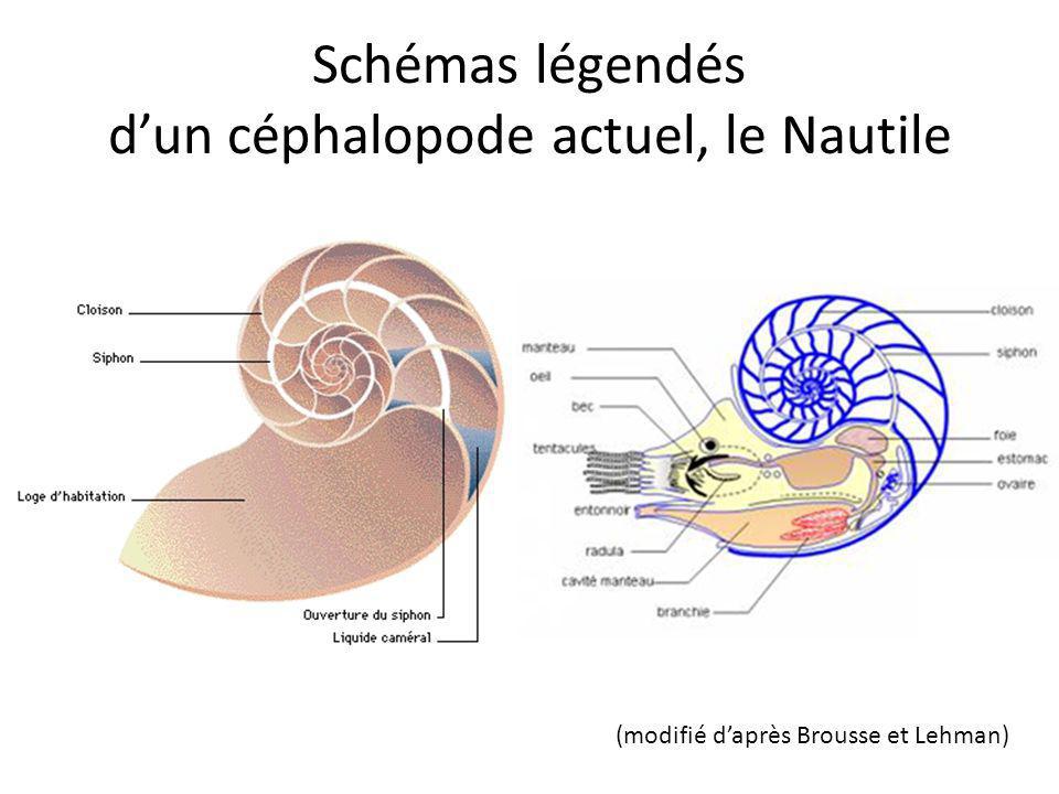 139-2 La paléontologie et les Céphalopodes – Le blog de Max