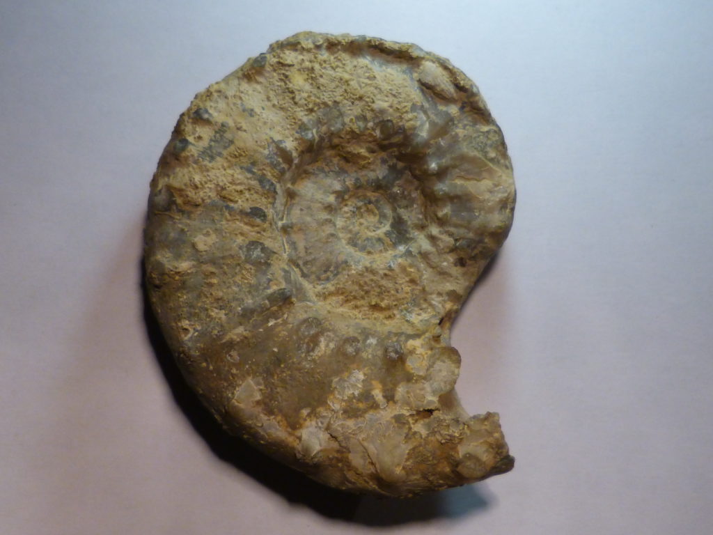 143-2 Les fossiles – Le blog de Max