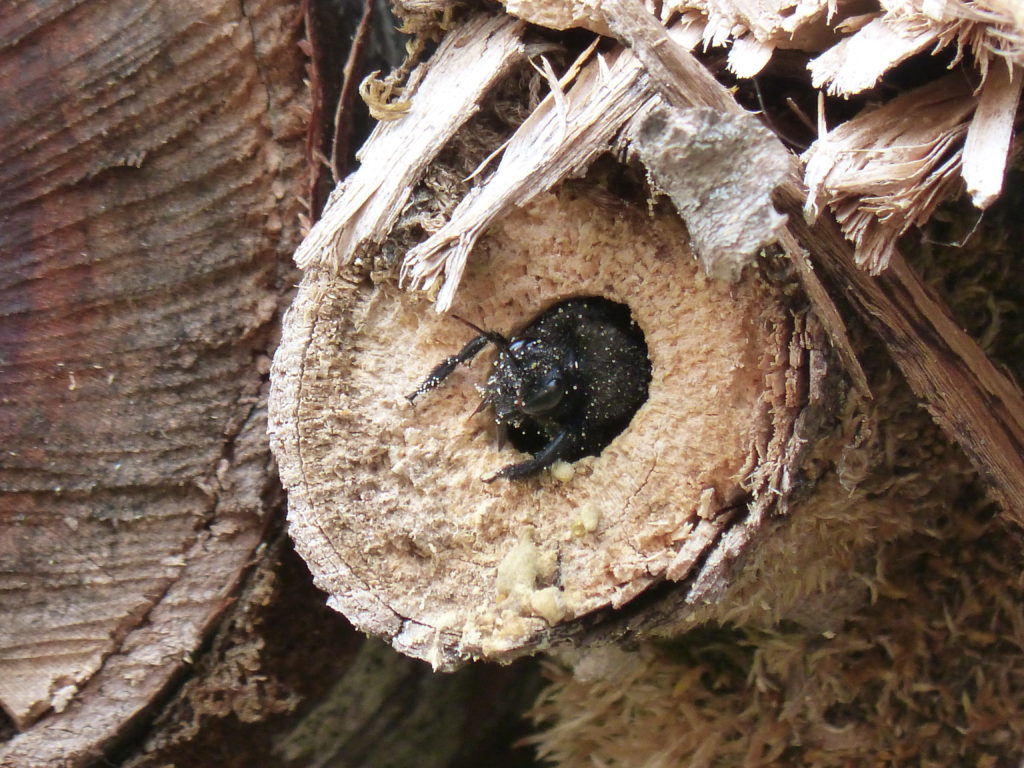 166 – Le xylocope violet – Le blog de Max