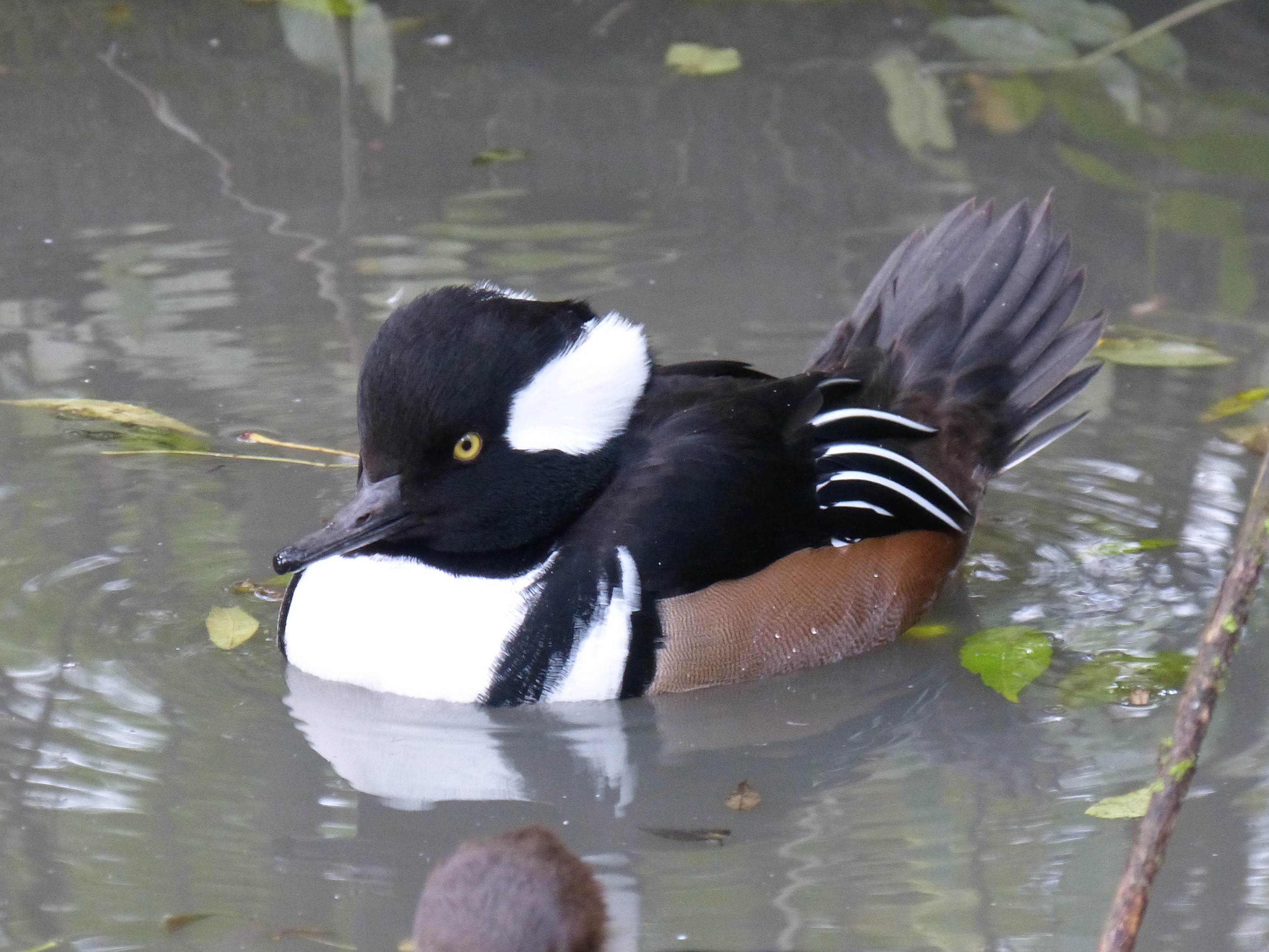 Les harles – Le blog de Max