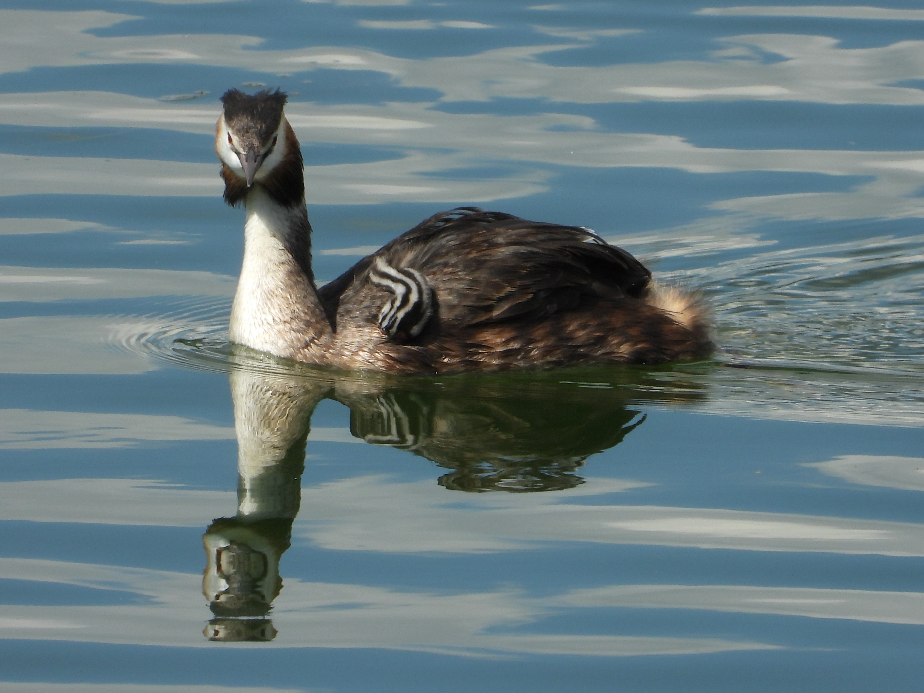 Nouvelle édition spéciale Grébus – Le blog de Max