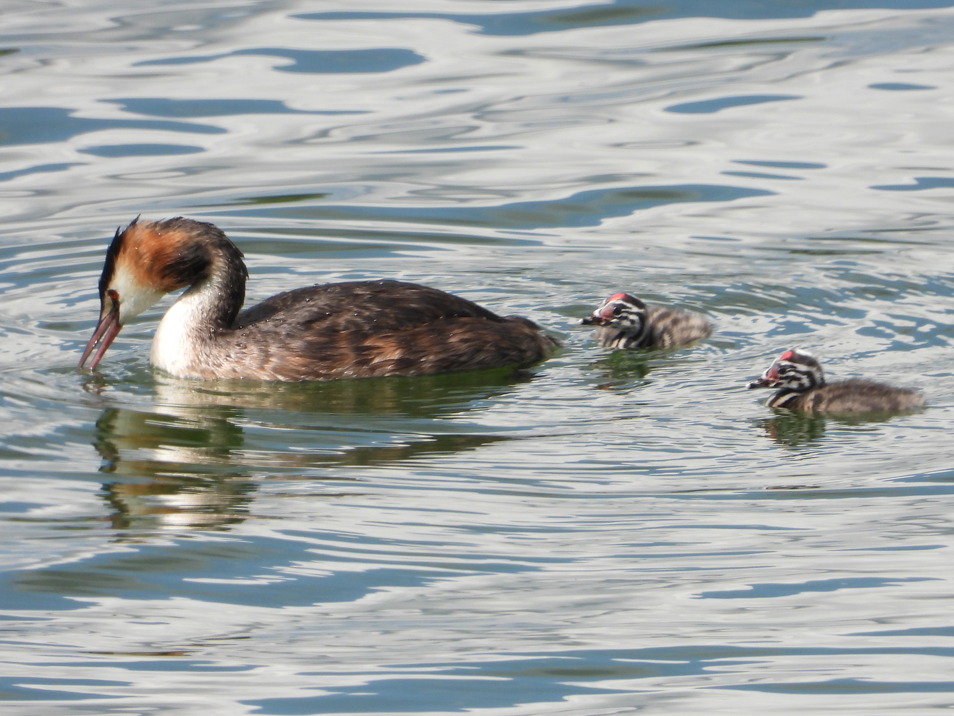 Nouvelle édition spéciale Grébus – Le blog de Max